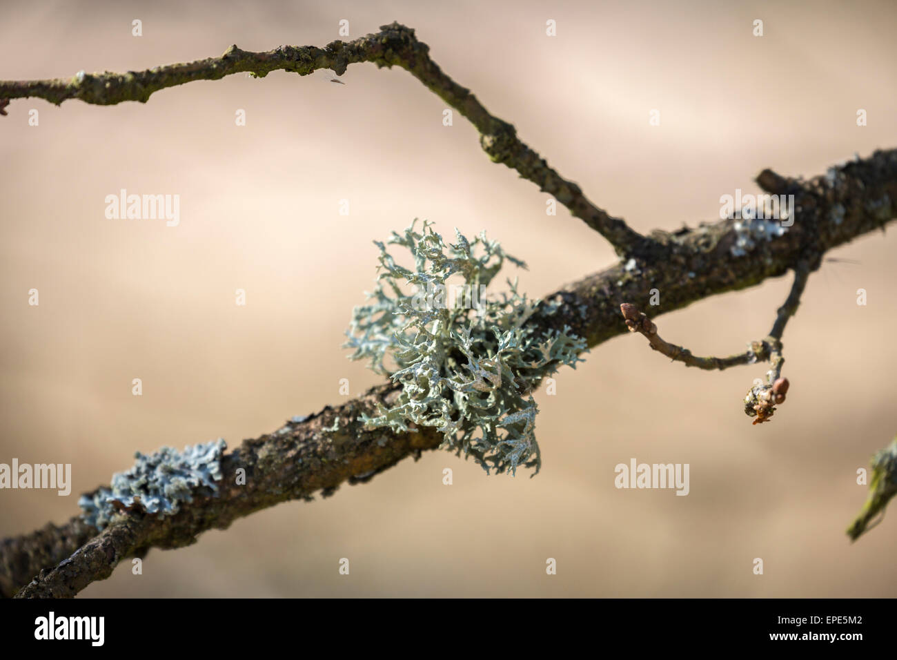 Fruticose form flechte -Fotos und -Bildmaterial in hoher Auflösung – Alamy