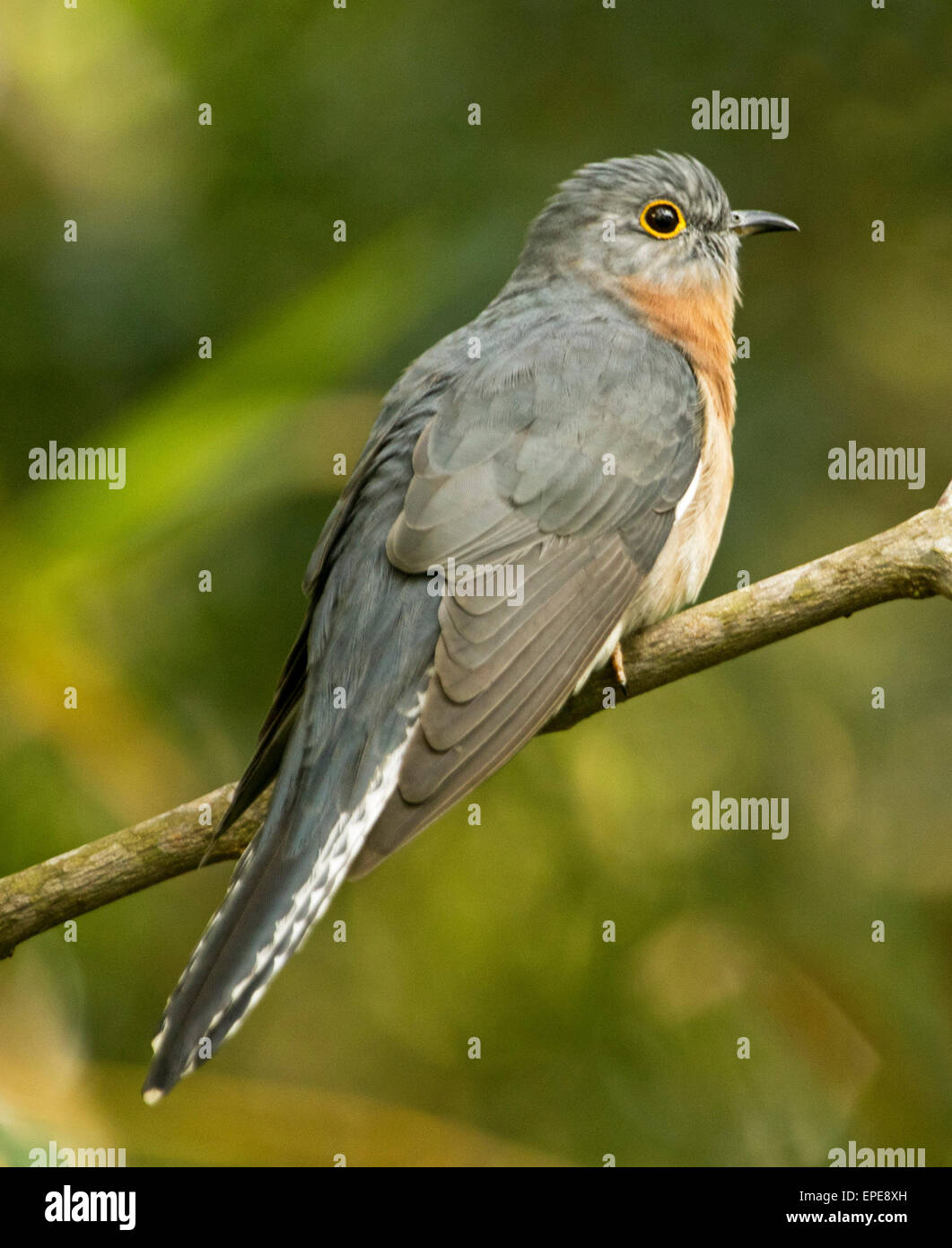 Australischer kuckuck -Fotos und -Bildmaterial in hoher Auflösung – Alamy
