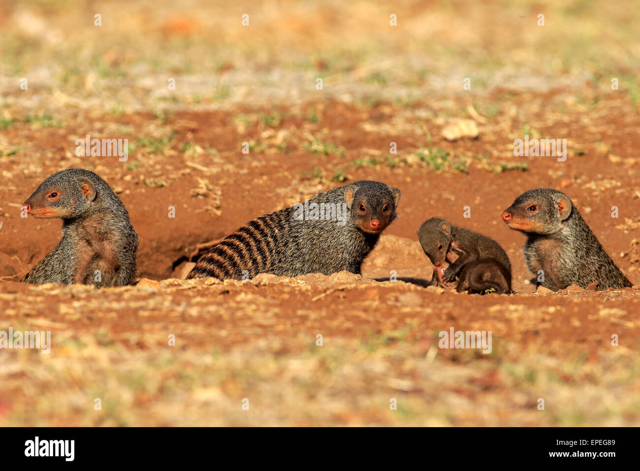 Mungo familie -Fotos und -Bildmaterial in hoher Auflösung – Alamy