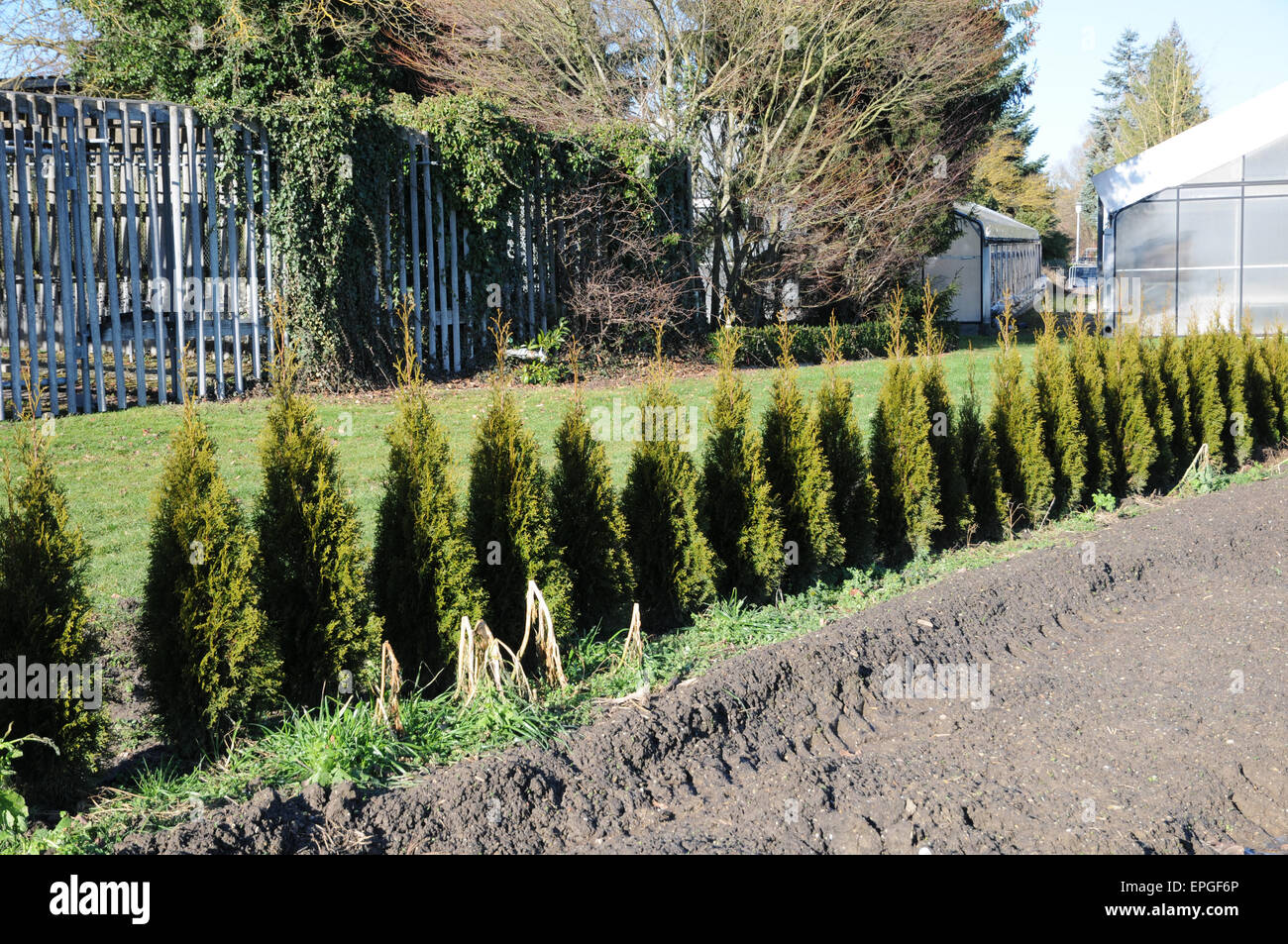 Thuja occidentalis smaragd -Fotos und -Bildmaterial in hoher Auflösung ...