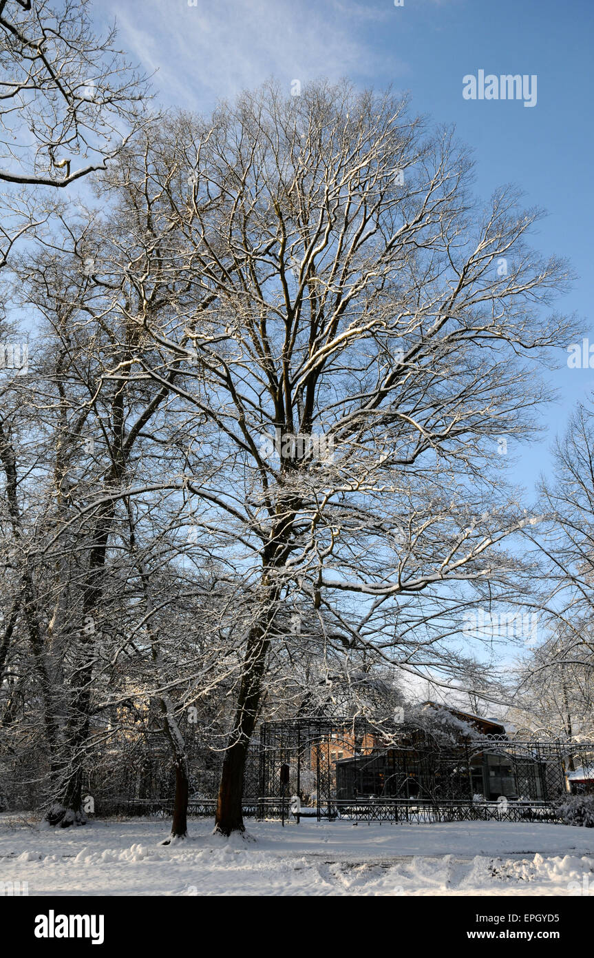 Hornbeam carpinus betulus winter -Fotos und -Bildmaterial in hoher ...