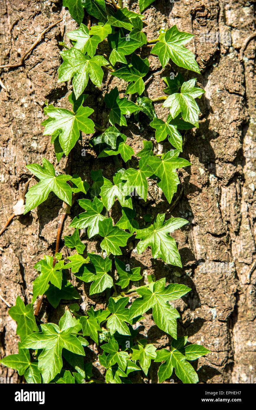 Baumstamm efeu -Fotos und -Bildmaterial in hoher Auflösung – Alamy