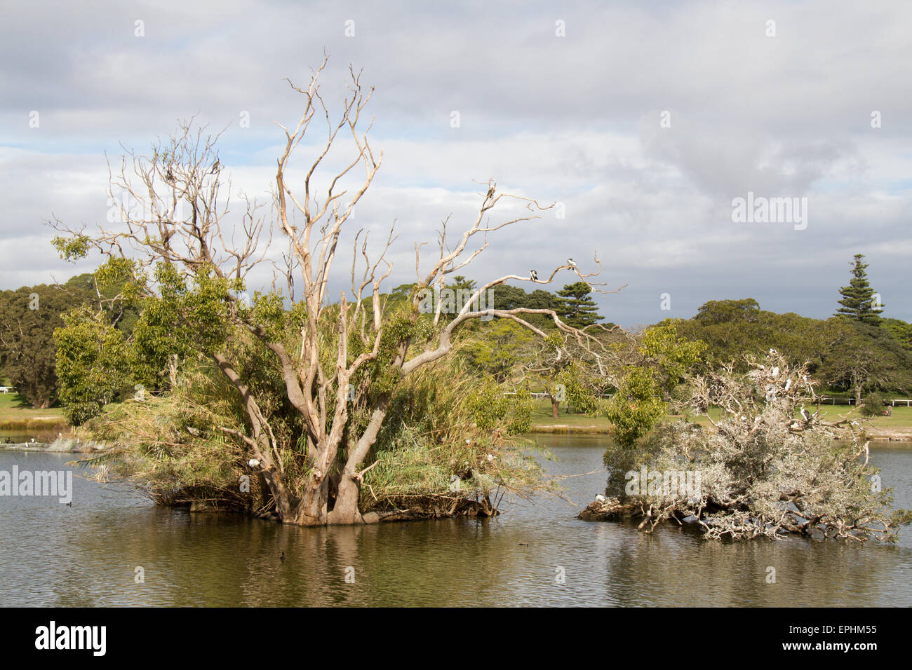 Kormorane in einem Baum am Ententeich im Centennial Park in Sydney ...