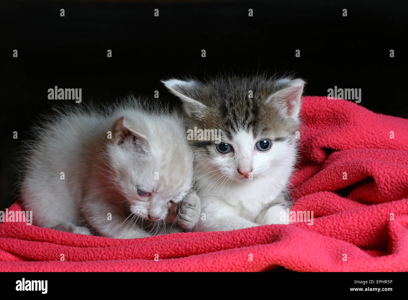 Baby katzen -Fotos und -Bildmaterial in hoher Auflösung – Alamy