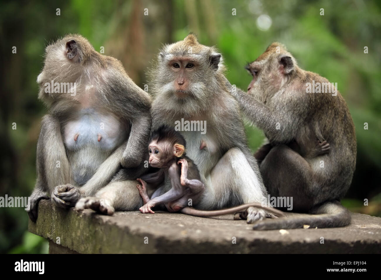 Jugendliche affen -Fotos und -Bildmaterial in hoher Auflösung – Alamy