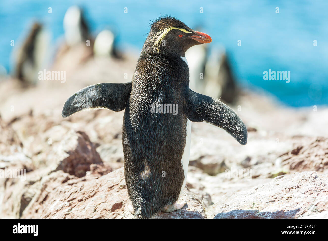Rockhopper penguin -Fotos und -Bildmaterial in hoher Auflösung – Alamy