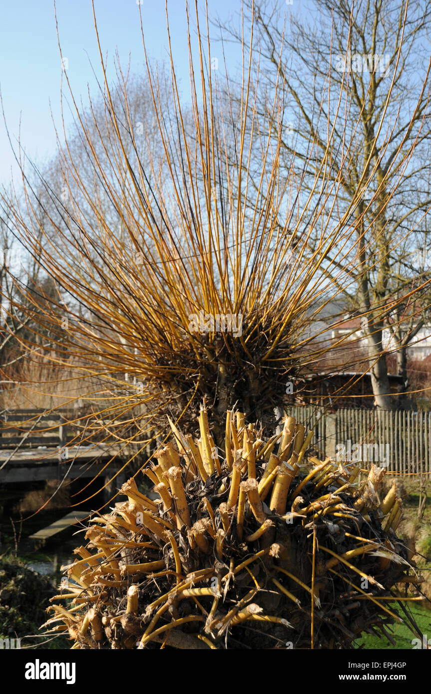 Salix viminalis garden -Fotos und -Bildmaterial in hoher Auflösung – Alamy