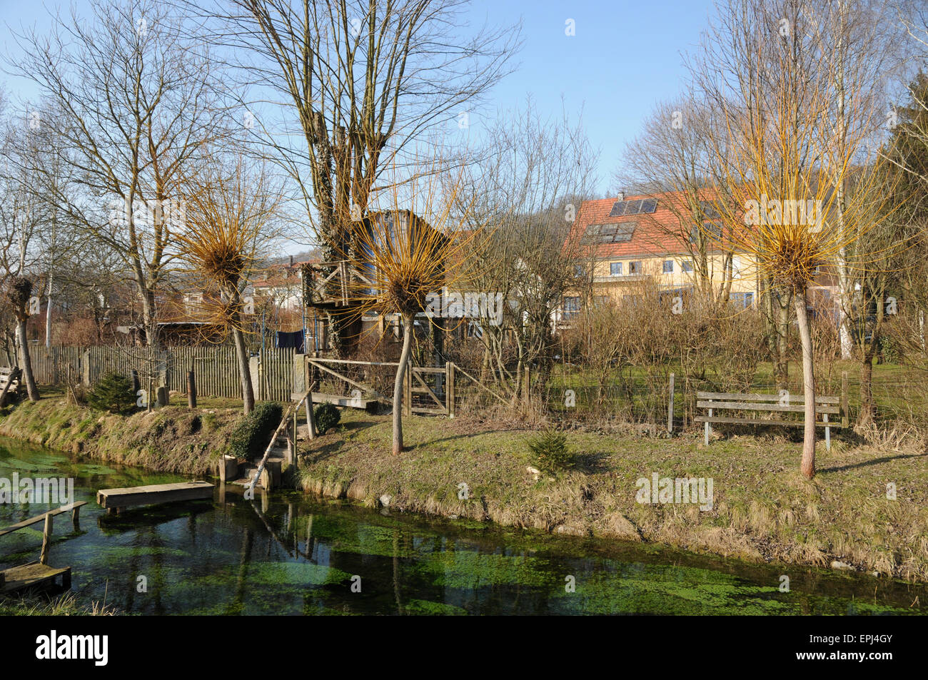 Salix viminalis garden -Fotos und -Bildmaterial in hoher Auflösung – Alamy