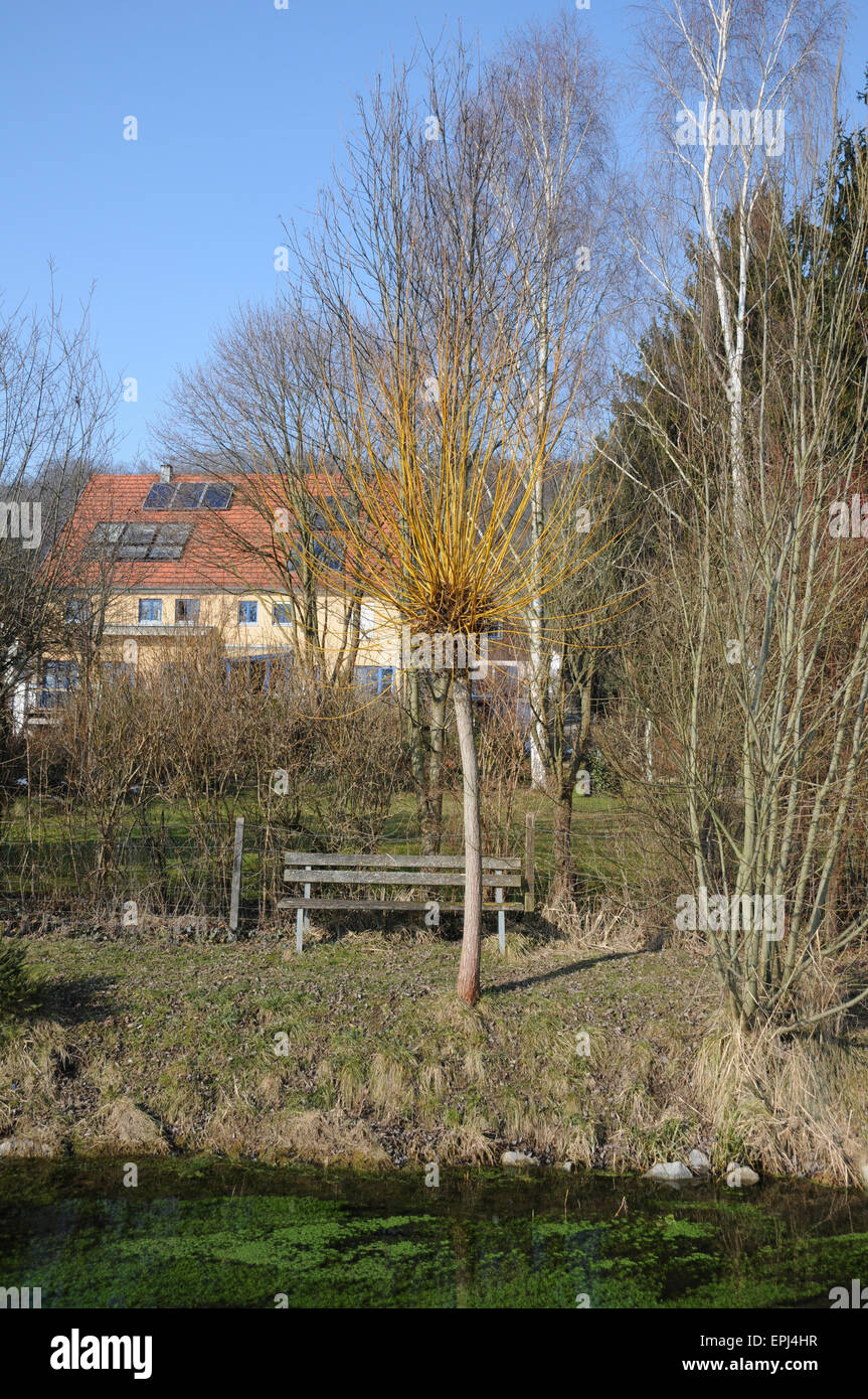 Salix viminalis garden -Fotos und -Bildmaterial in hoher Auflösung – Alamy