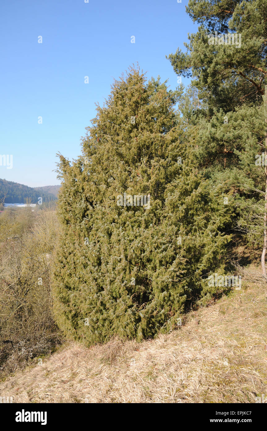 Gemeiner wacholder wacholder mit beeren -Fotos und -Bildmaterial in ...