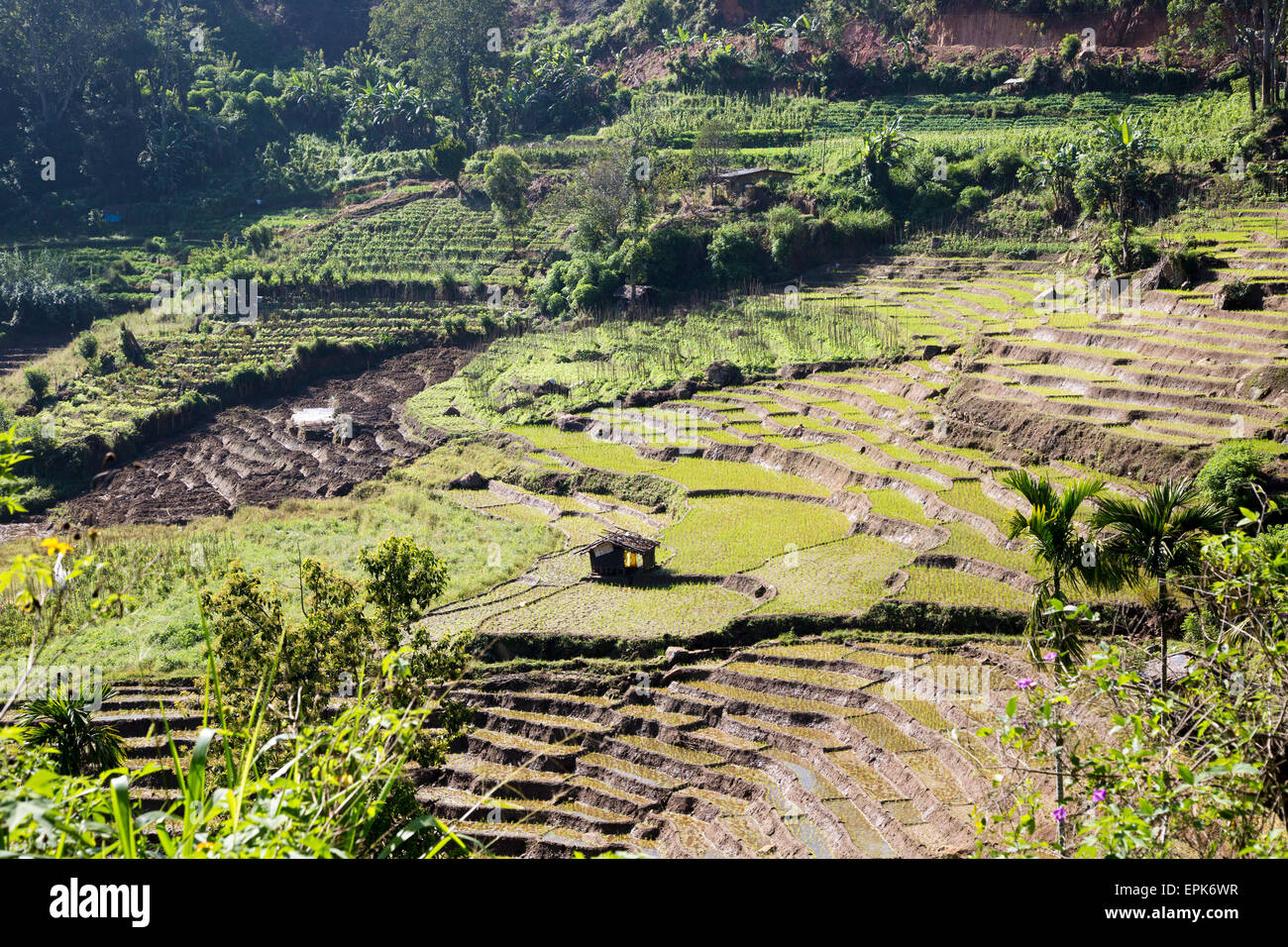Rice farming -Fotos und -Bildmaterial in hoher Auflösung – Alamy