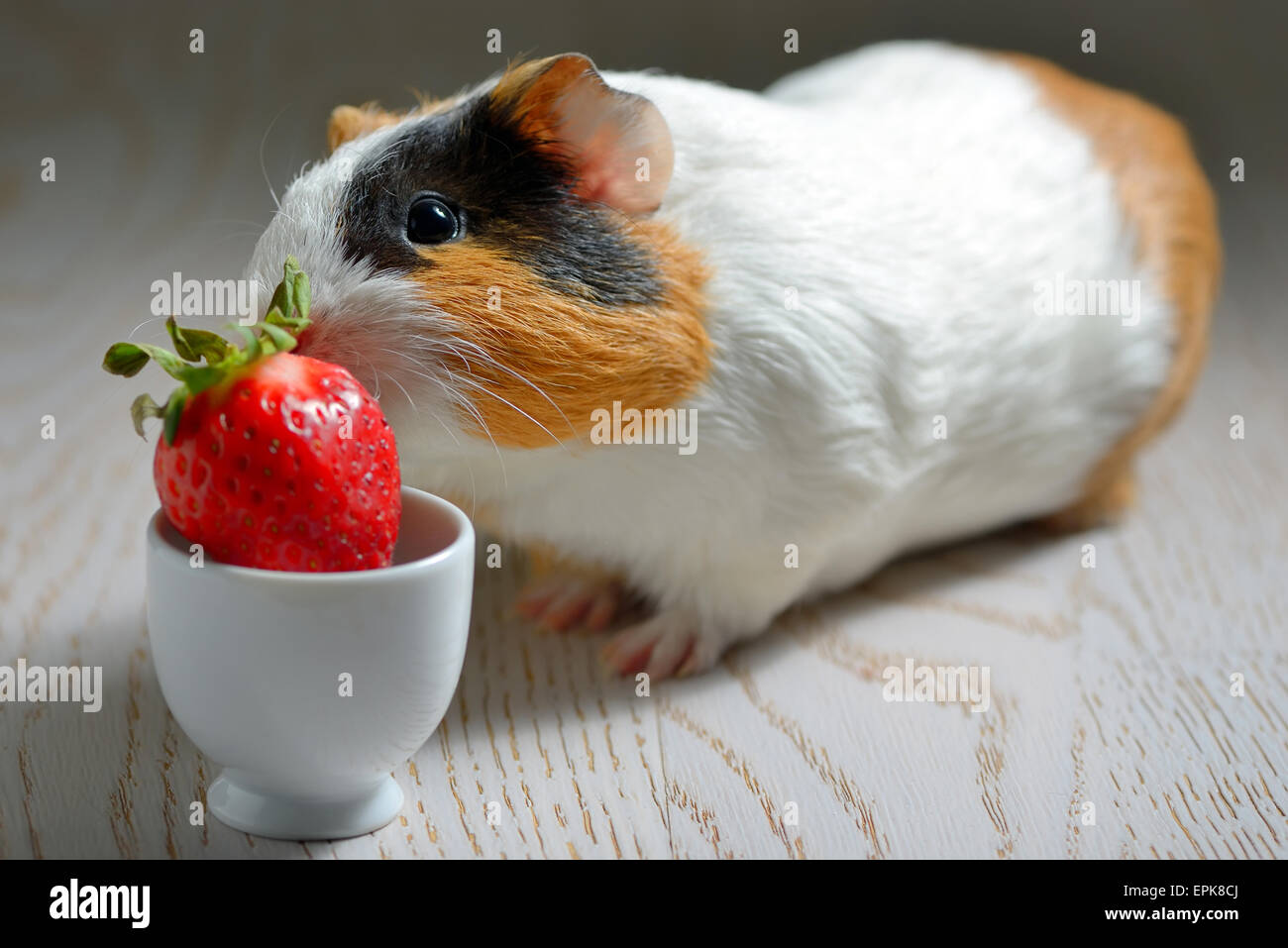 Eine erdbeernase -Fotos und -Bildmaterial in hoher Auflösung – Alamy