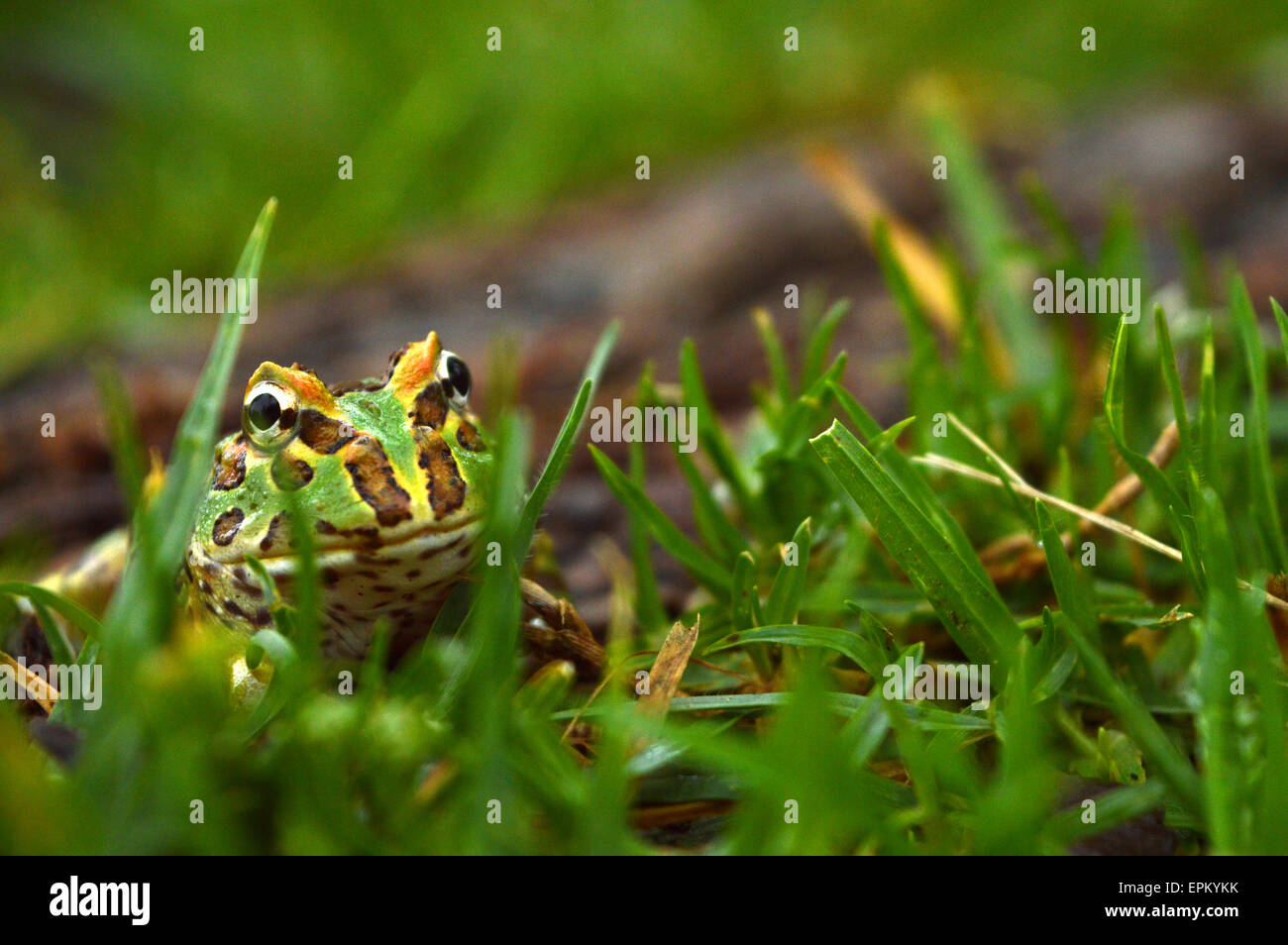 Pac man frosch -Fotos und -Bildmaterial in hoher Auflösung – Alamy