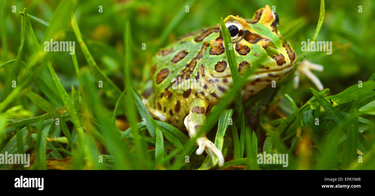 Pac man frosch -Fotos und -Bildmaterial in hoher Auflösung – Alamy