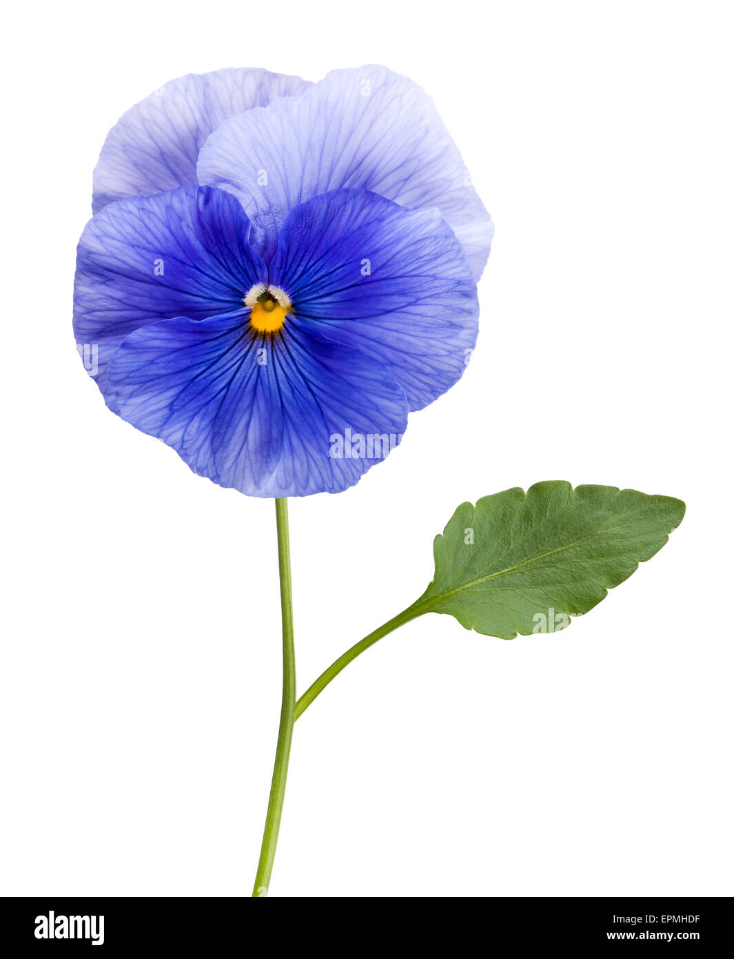 Violette farbe blume -Fotos und -Bildmaterial in hoher Auflösung – Alamy