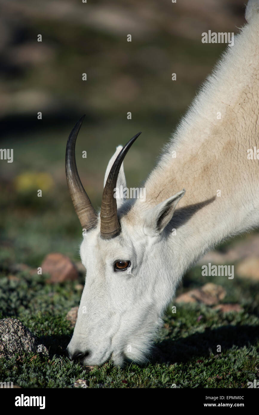 Bergziege (Oreamnos Americanus), Erwachsene ernähren sich von ...