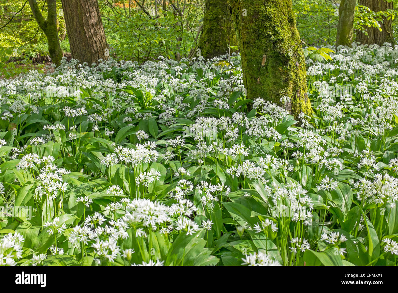 Garlic plants -Fotos und -Bildmaterial in hoher Auflösung – Alamy