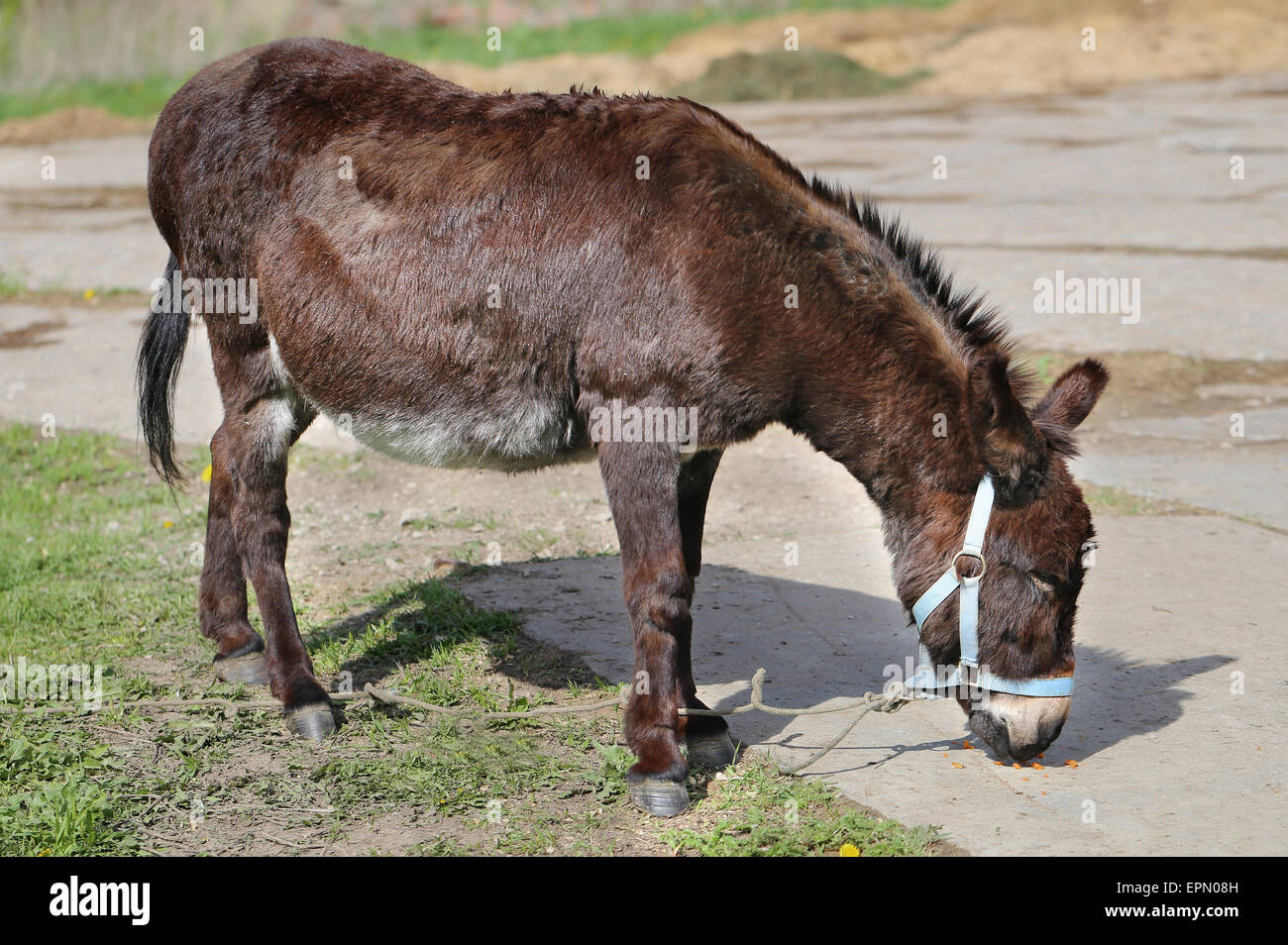 Lachender Esel Stockfotos und -bilder Kaufen - Alamy