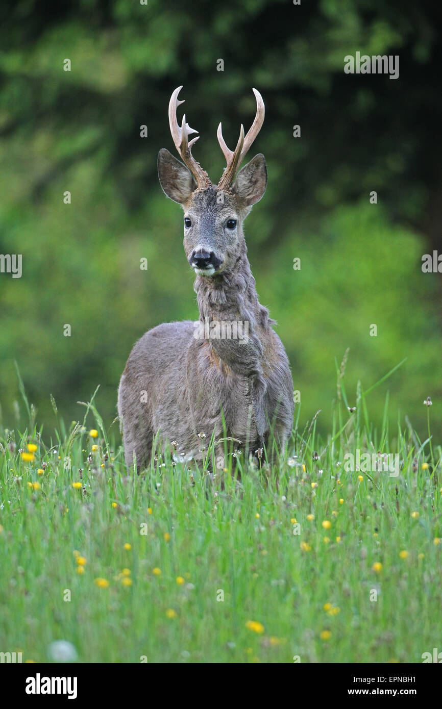 Reh (Capreolus Capreolus), mit dreizackige Geweih, Übergang von grauen ...