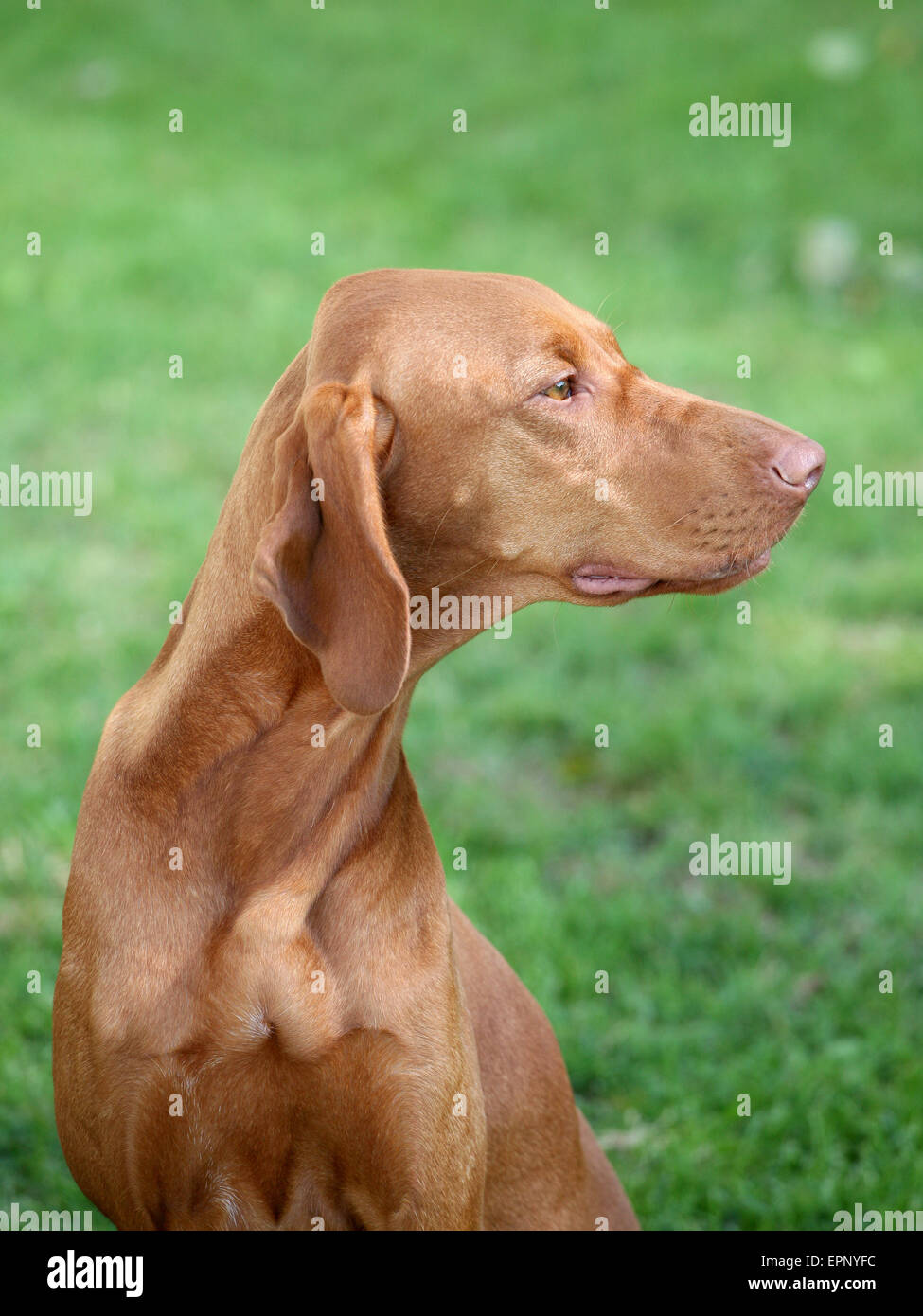 Kurzhaariger ungarischer zeigehund -Fotos und -Bildmaterial in hoher ...