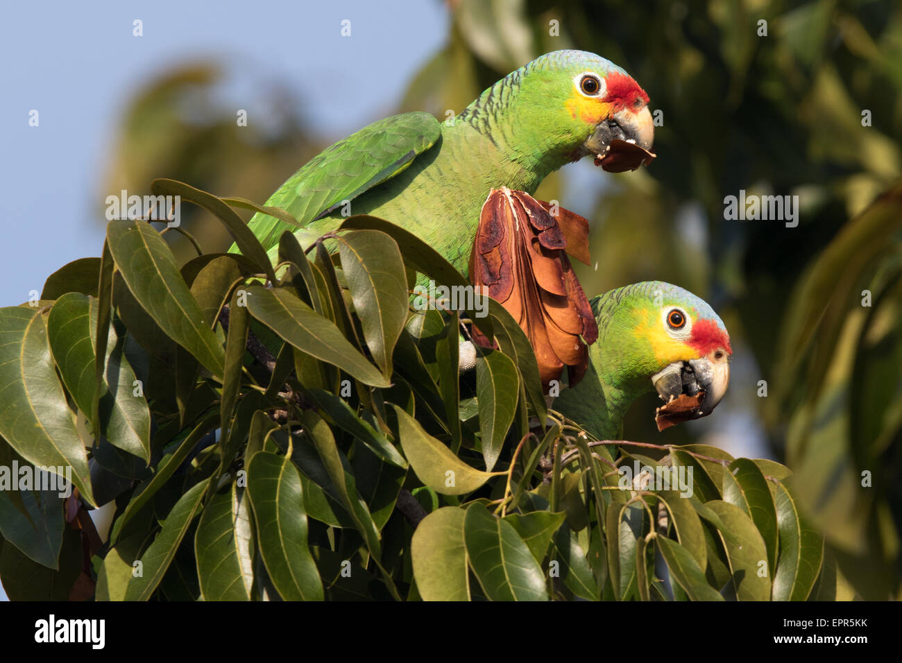 Amerikanischer Papagei Stockfotos und -bilder Kaufen - Alamy