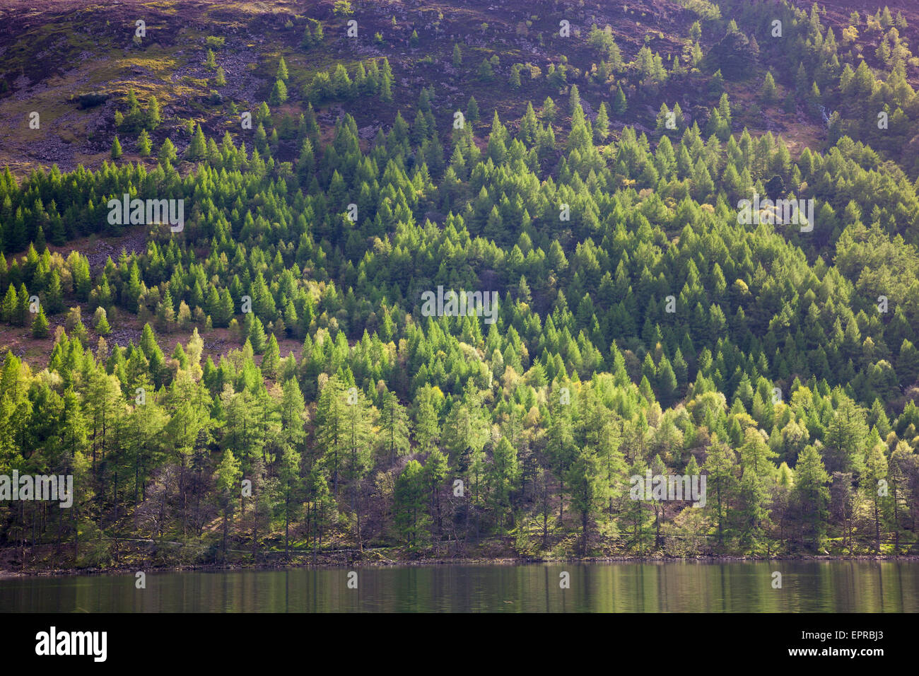 Sonnenlicht reflektieren die Bäume des Burtness Wood, an den Flanken ...