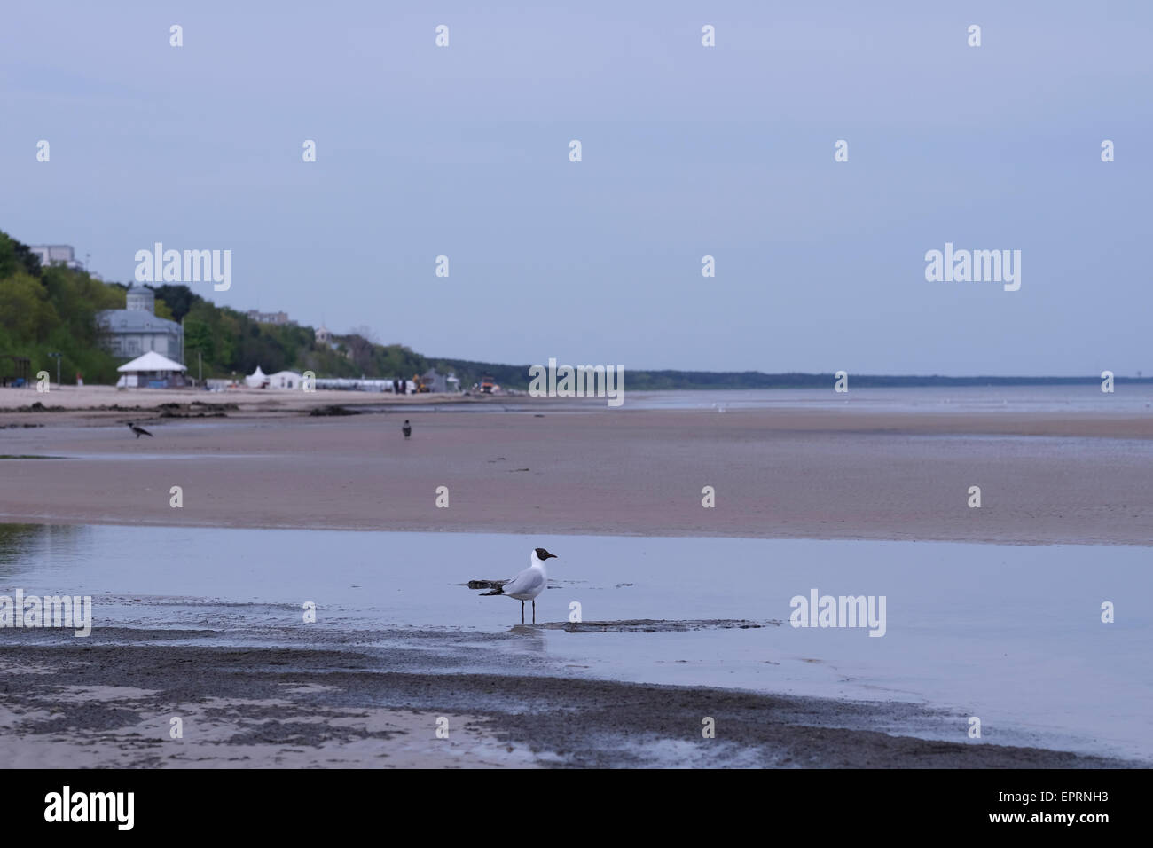 Jurmala beach -Fotos und -Bildmaterial in hoher Auflösung – Alamy