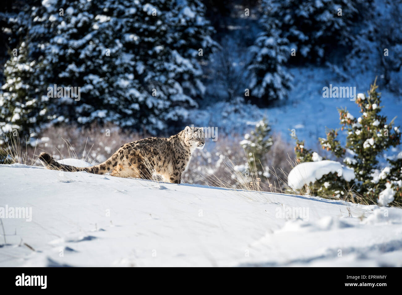 Jagd Leopard Stockfotos und -bilder Kaufen - Alamy