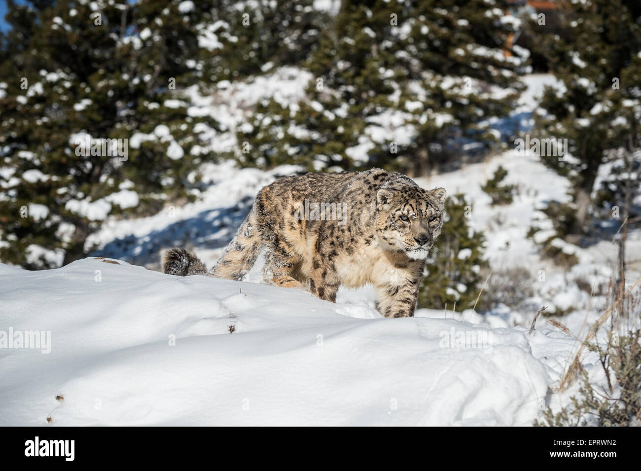 Jagd Leopard Stockfotos und -bilder Kaufen - Alamy
