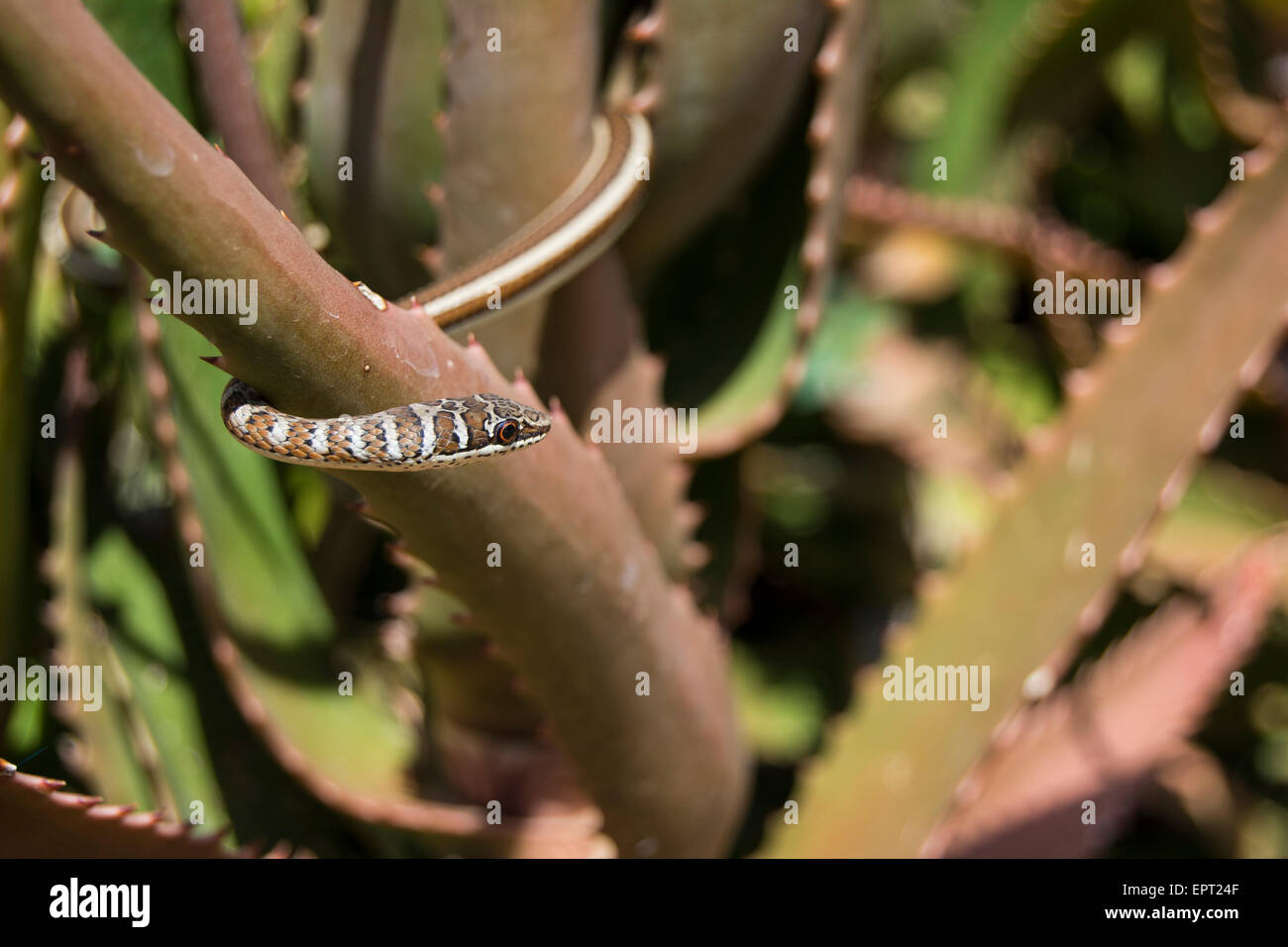 Striped reptile -Fotos und -Bildmaterial in hoher Auflösung – Alamy