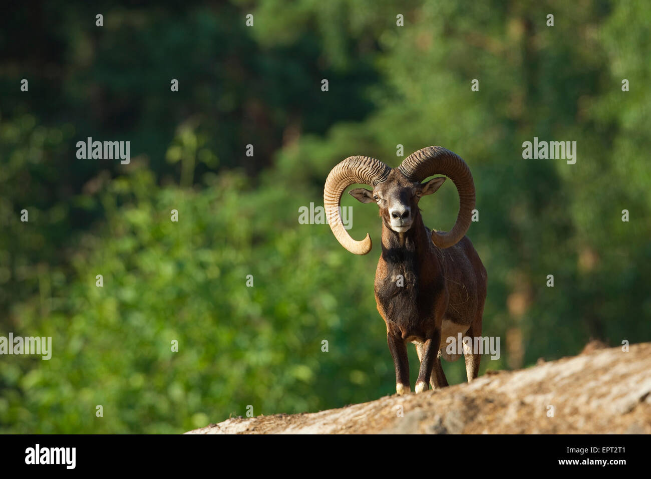 Europäischer mufflon -Fotos und -Bildmaterial in hoher Auflösung – Alamy