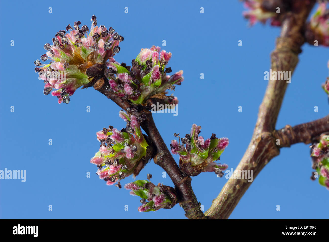 Anfang April Blumen des hybriden Huntingdon Ulme, Ulmus X hollandica ...