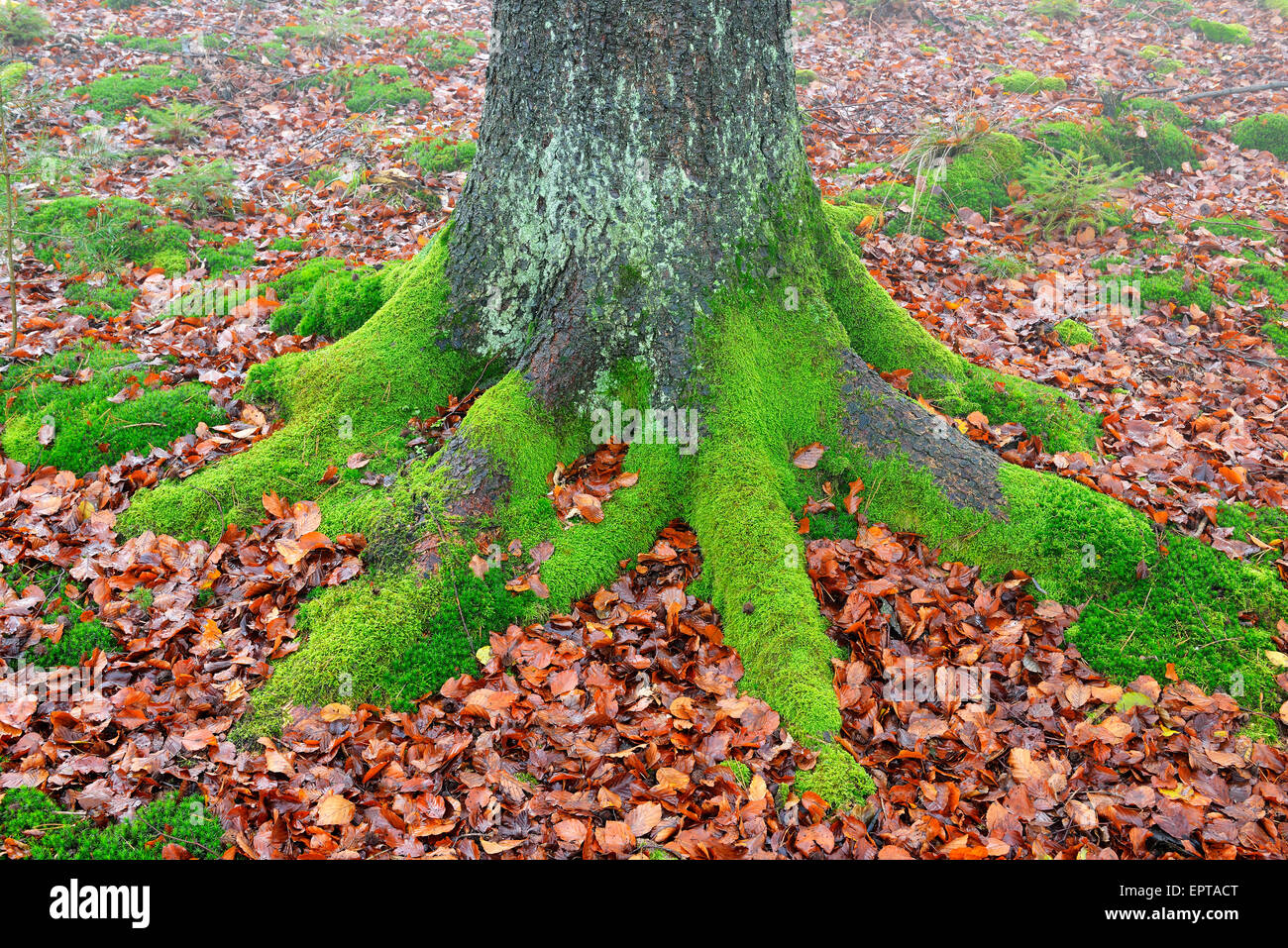 Buche-Baum-Stamm und Wurzeln mit Moos, Spessart, Bayern, Deutschland ...