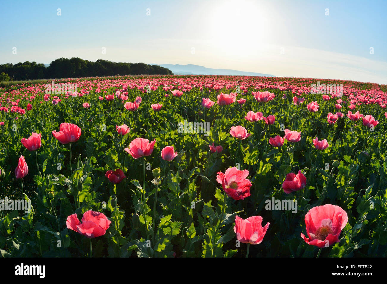 Schlafmohn mohnfeld naturfotografie -Fotos und -Bildmaterial in hoher ...