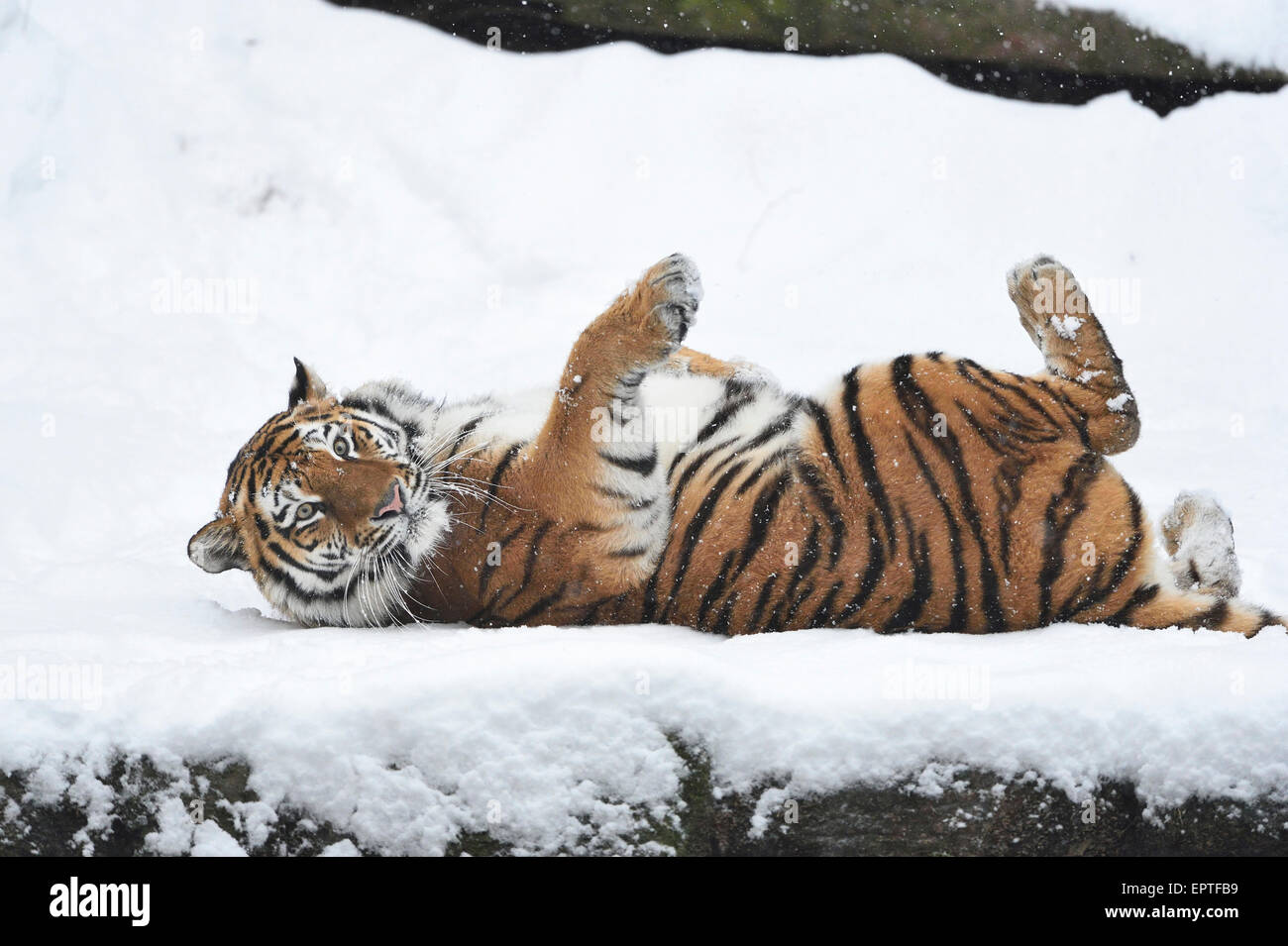 Porträt der sibirische Tiger (Panthera Tigris Altaica) im Winter, Deutschland Stockfotografie ...