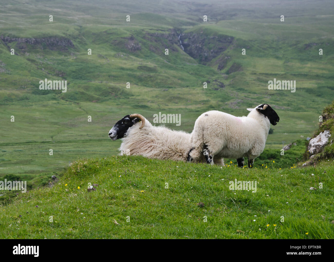 Schottische schafe und disteln -Fotos und -Bildmaterial in hoher ...