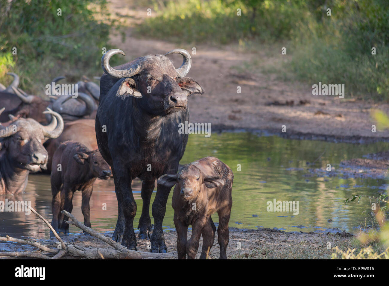 Kleine Herde Büffel an einem Wasserloch in Afrika 1 Stockfotografie - Alamy