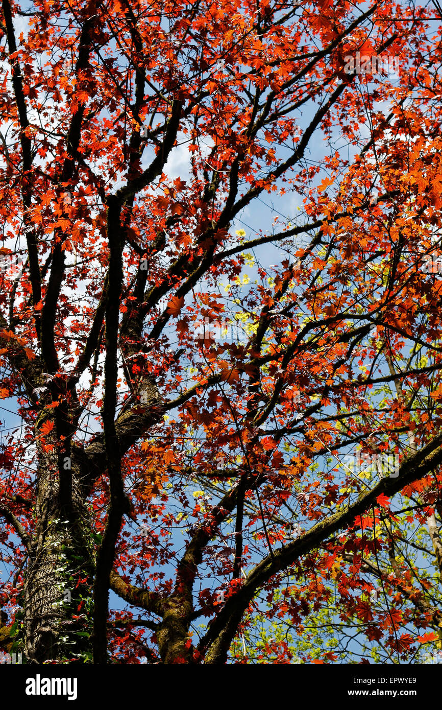 Lebhafte farben -Fotos und -Bildmaterial in hoher Auflösung – Alamy