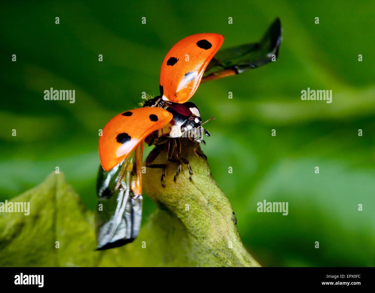 Marienkäfer Fliegen Stockfotos und -bilder Kaufen - Alamy