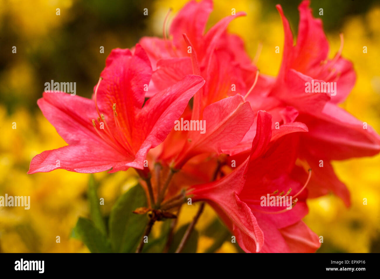 Blühende azalee -Fotos und -Bildmaterial in hoher Auflösung – Alamy