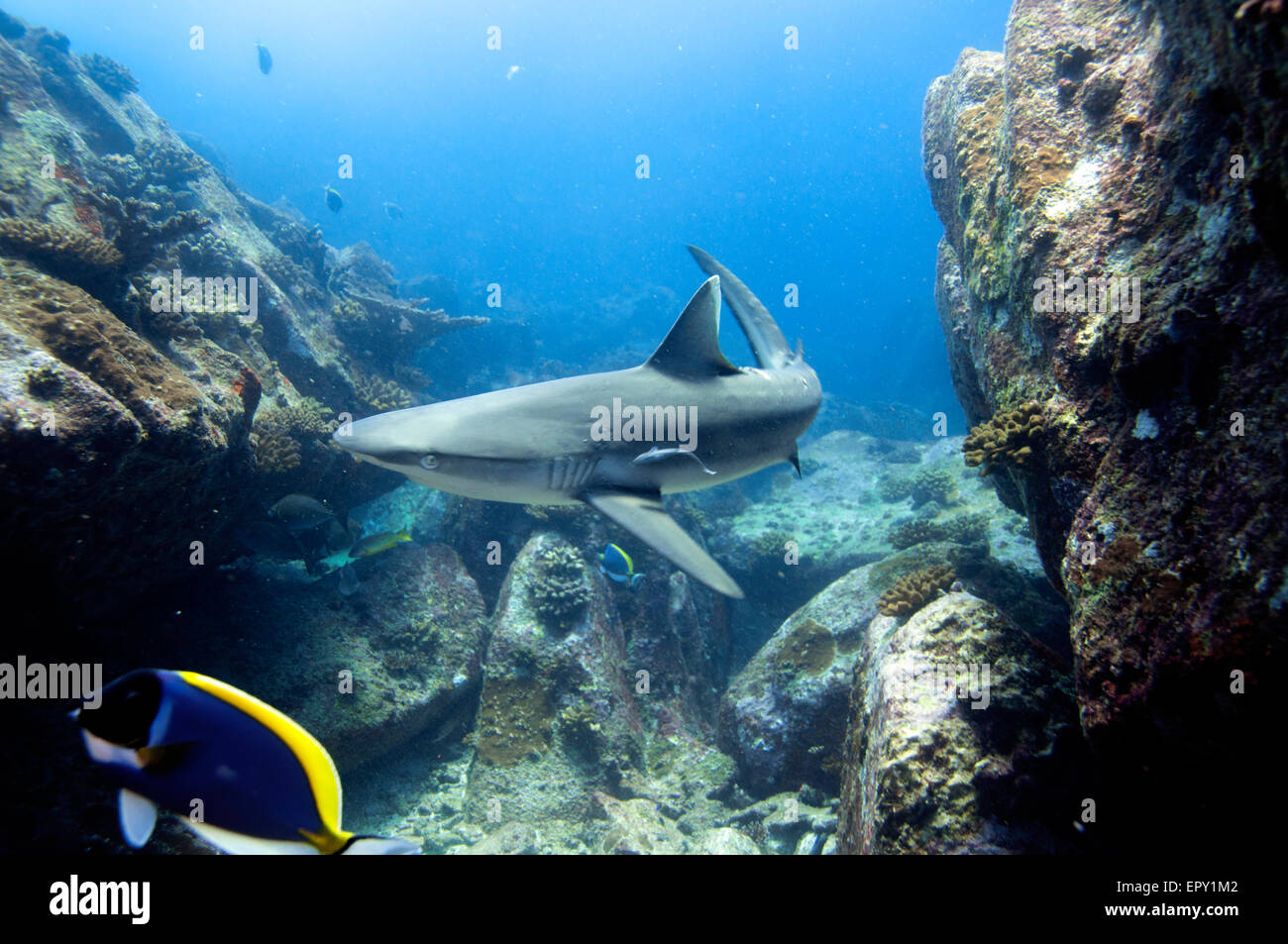 Seychelles shark -Fotos und -Bildmaterial in hoher Auflösung – Alamy