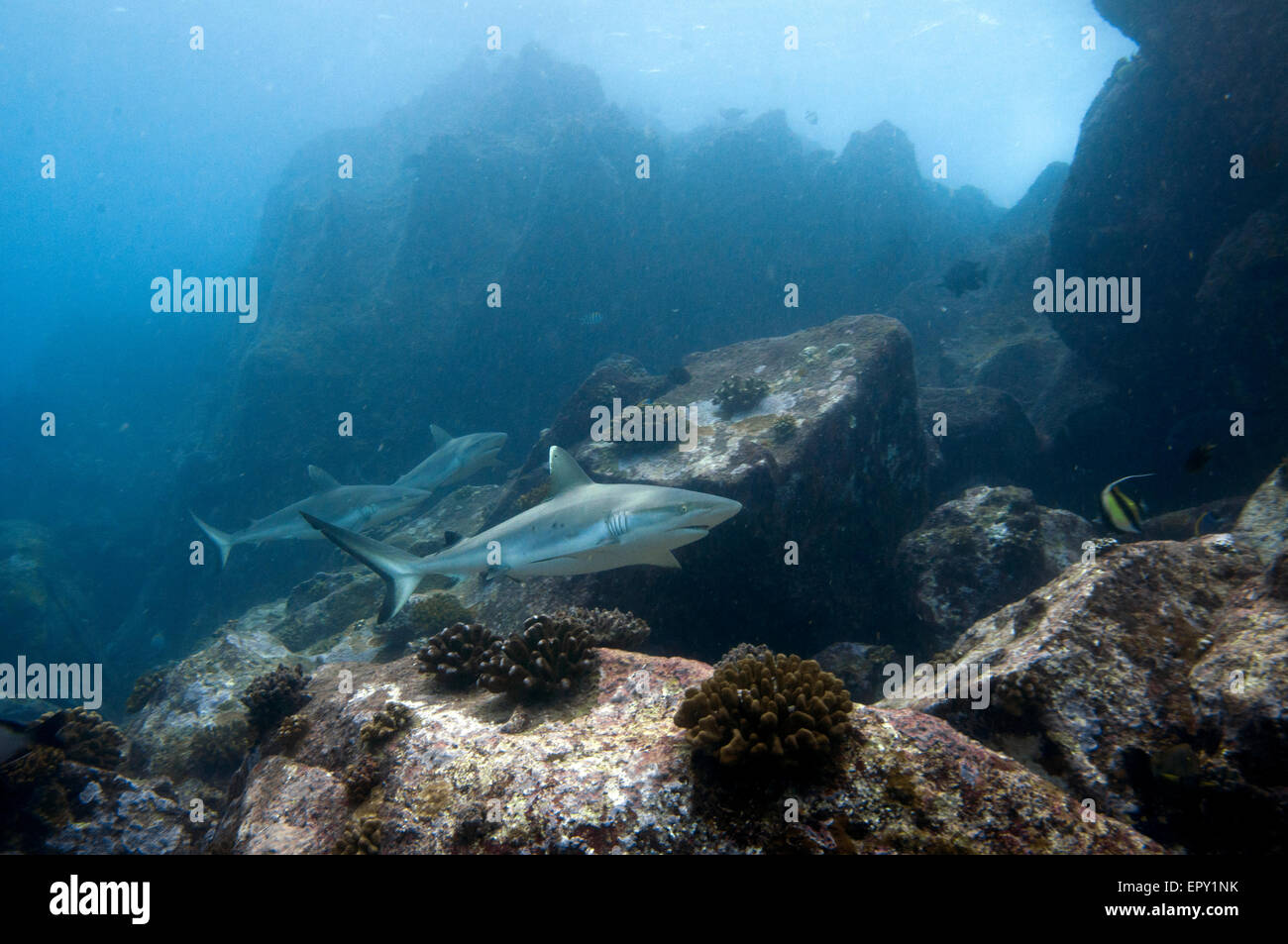 Graue Riffhaie (Carcharhinus amblyrhynchos) Schwimmen in den Felsen ...