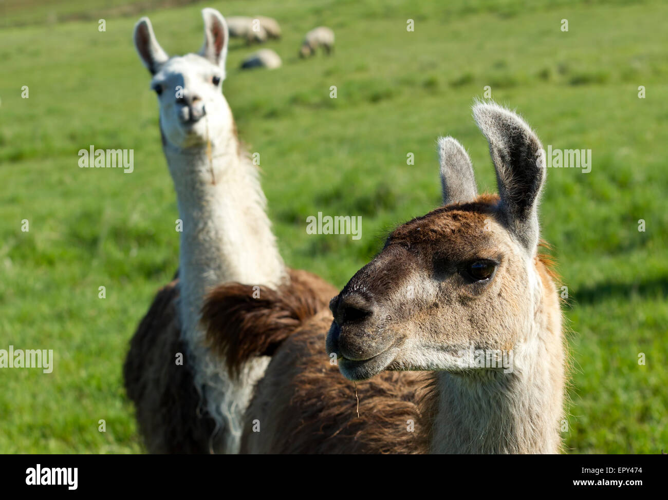 Lama Farm Stockfotos und -bilder Kaufen - Alamy