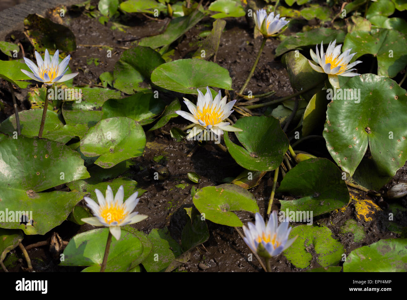 White Lotus Stockfotos und -bilder Kaufen - Seite 3 - Alamy