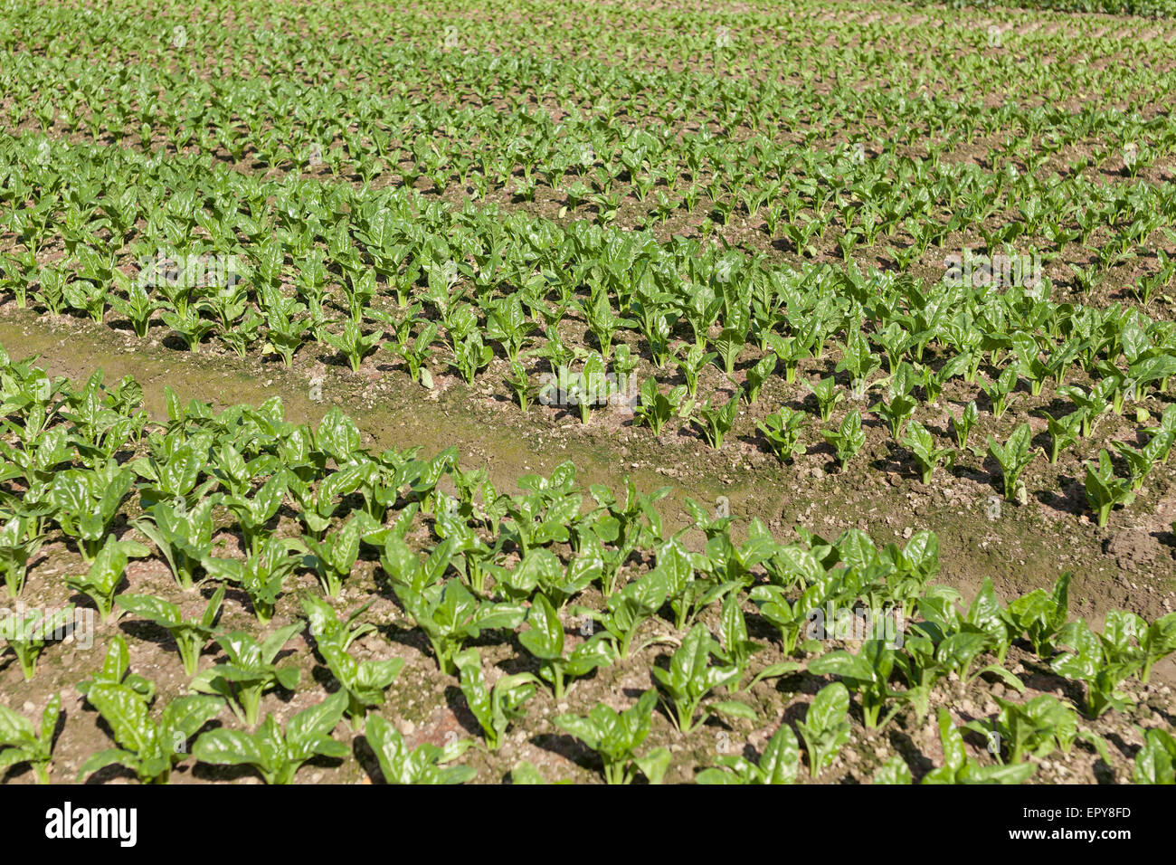Farmland tree -Fotos und -Bildmaterial in hoher Auflösung – Alamy