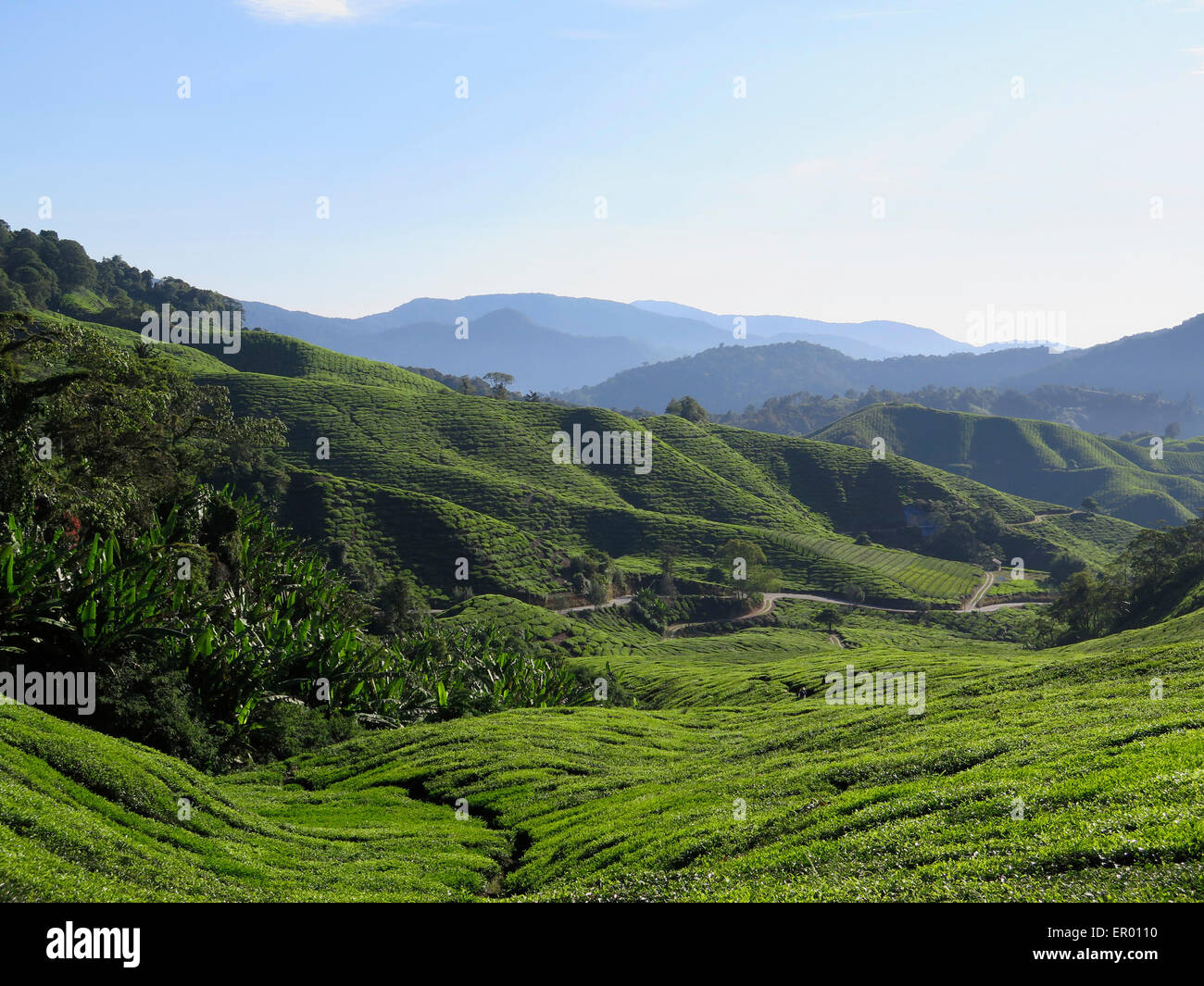 Cameron highlands teeplantage Stockfotos und -bilder Kaufen - Alamy