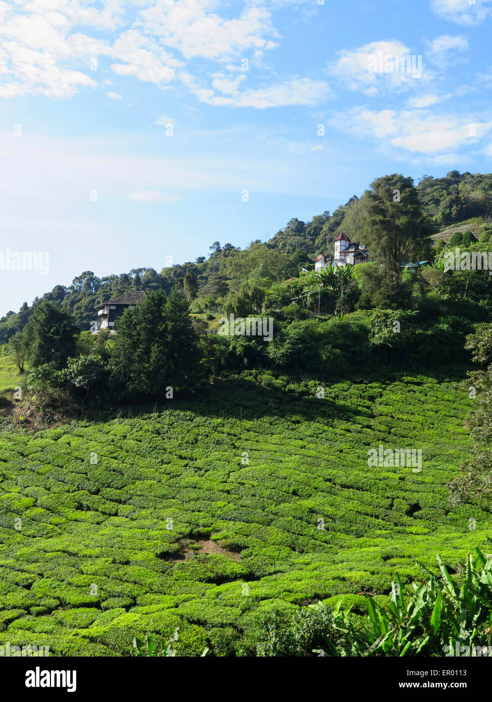 Cameron highlands teeplantage Stockfotos und -bilder Kaufen - Alamy