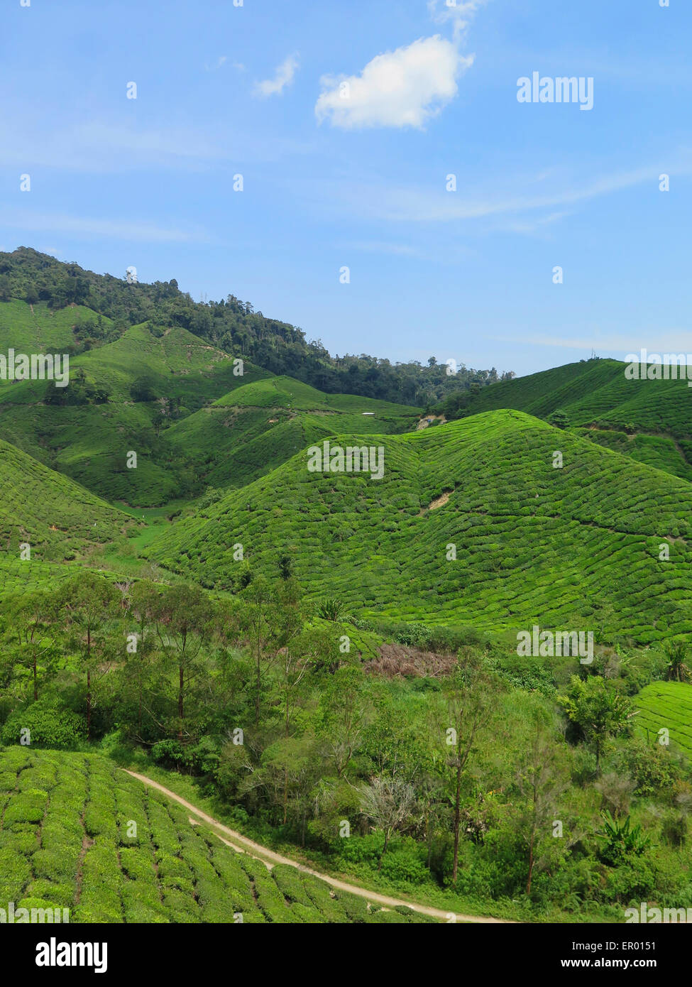 Cameron highlands teeplantage Stockfotos und -bilder Kaufen - Alamy