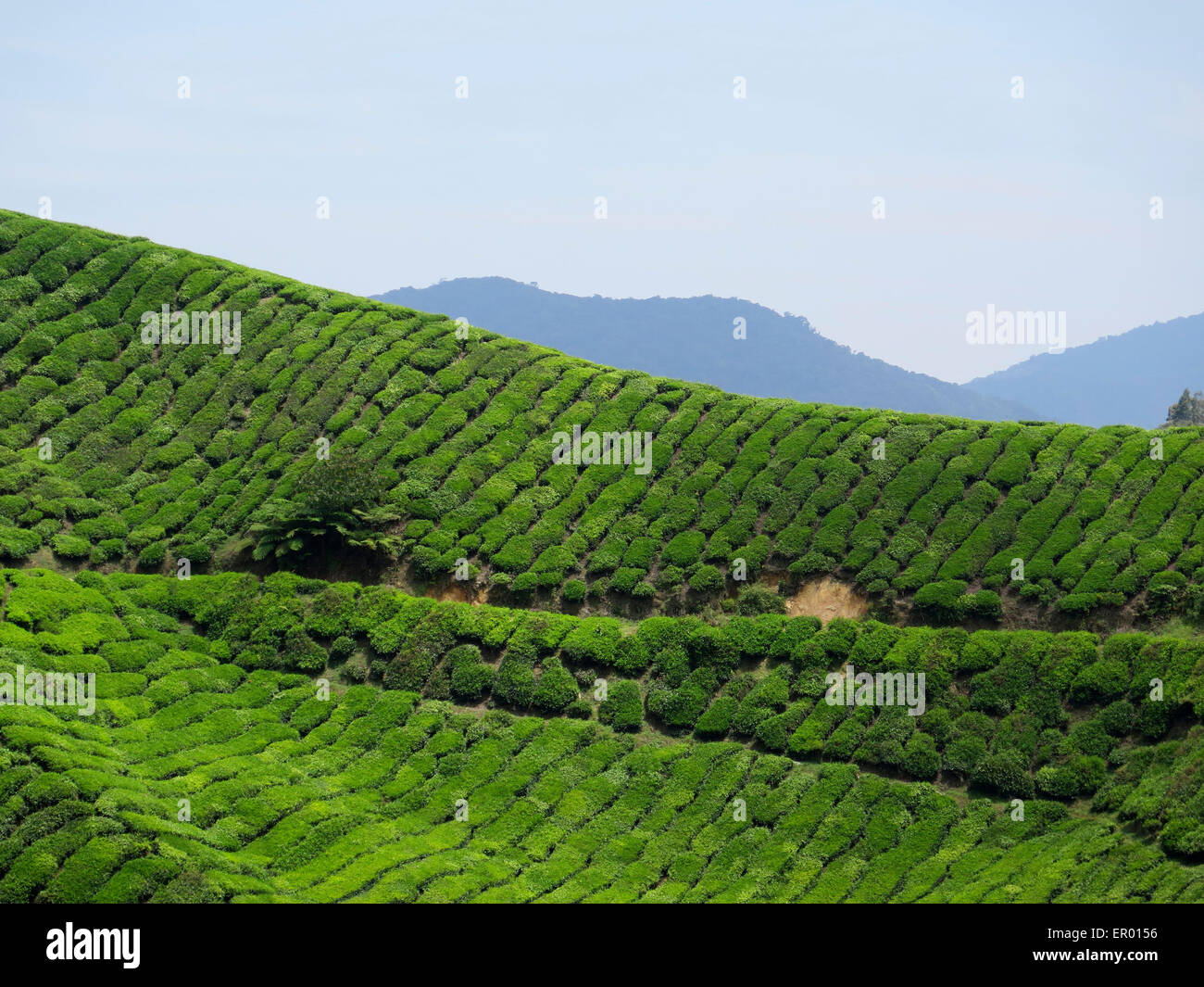 Cameron highlands teeplantage Stockfotos und -bilder Kaufen - Alamy