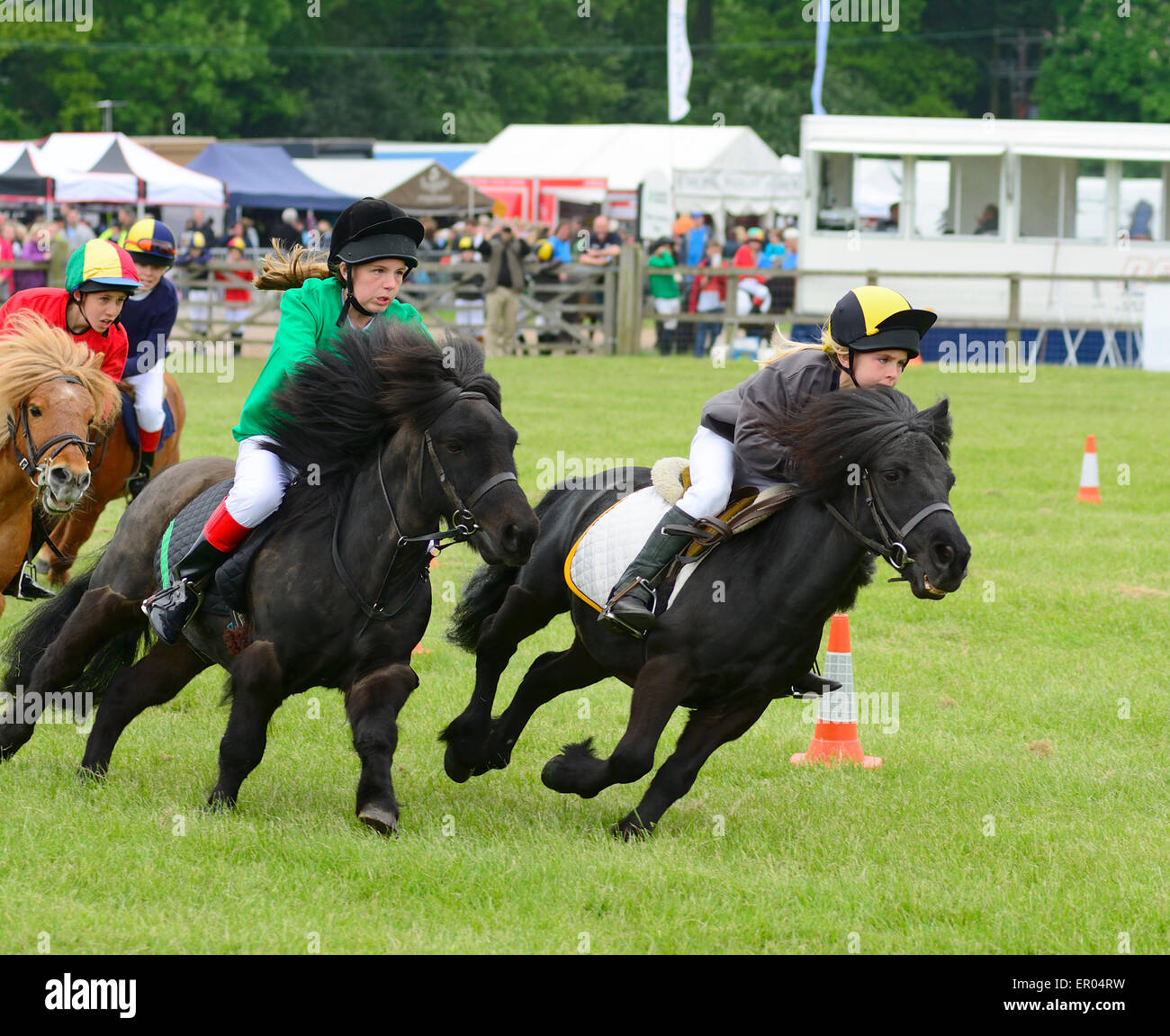 Shetland horses -Fotos und -Bildmaterial in hoher Auflösung – Alamy
